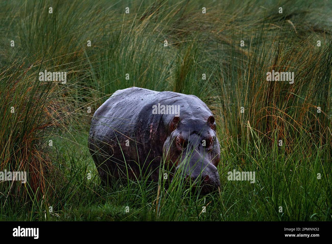 Hippo with birds. African Hippopotamus, Hippopotamus amphibius capensis ...