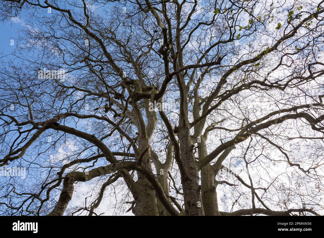 The barn elms plane tree hi-res stock photography and images - Alamy