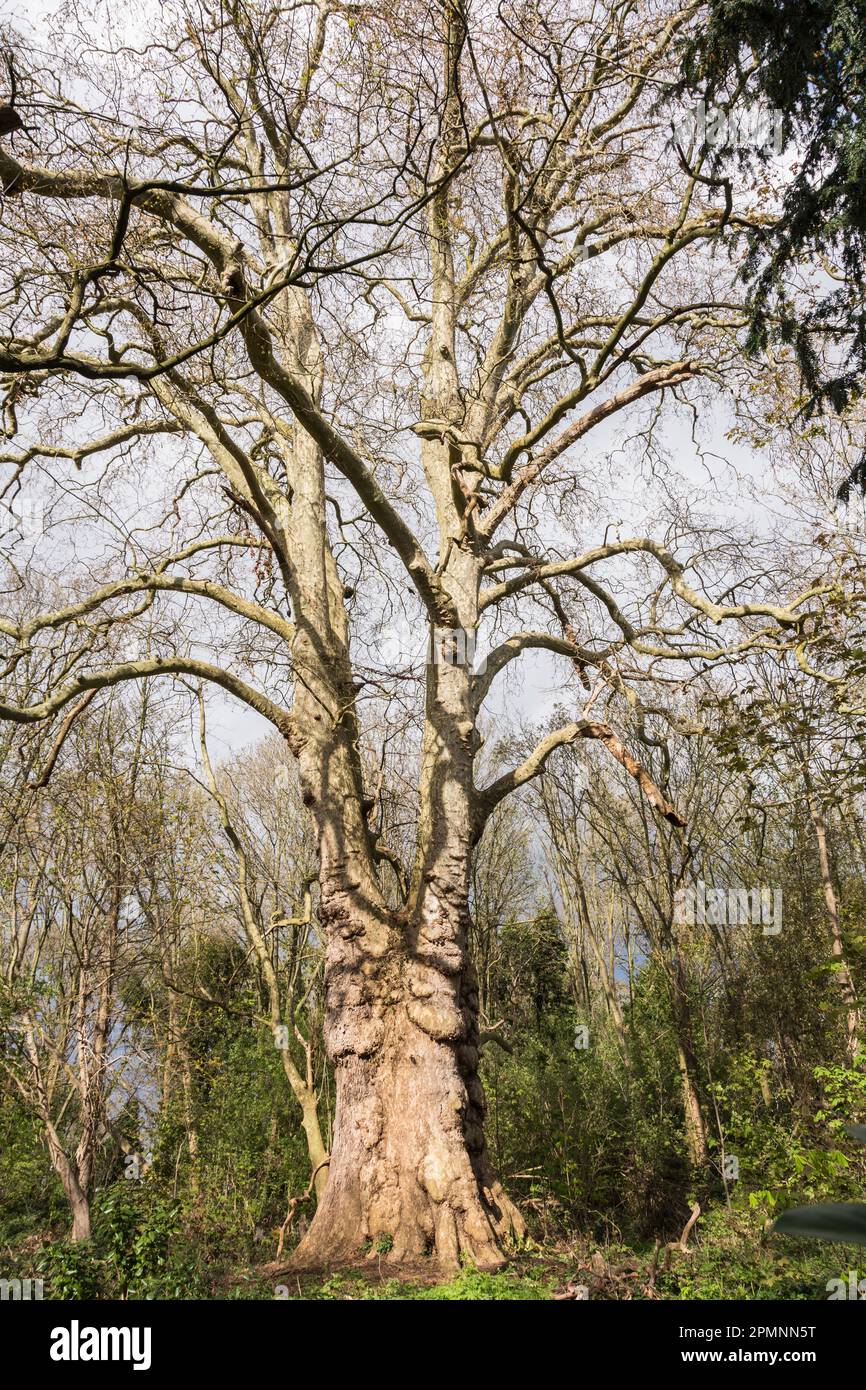 Barnie, The Barn Elms Plane Tree (Platanus X hispanica), Barn Elms ...