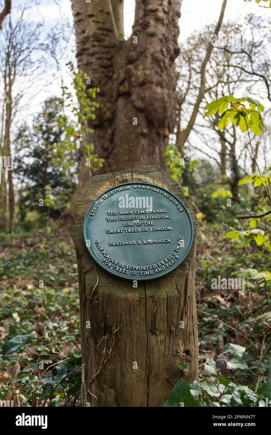 A plaque to Barnie, The Barn Elms Plane Tree (Platanus X hispanica ...