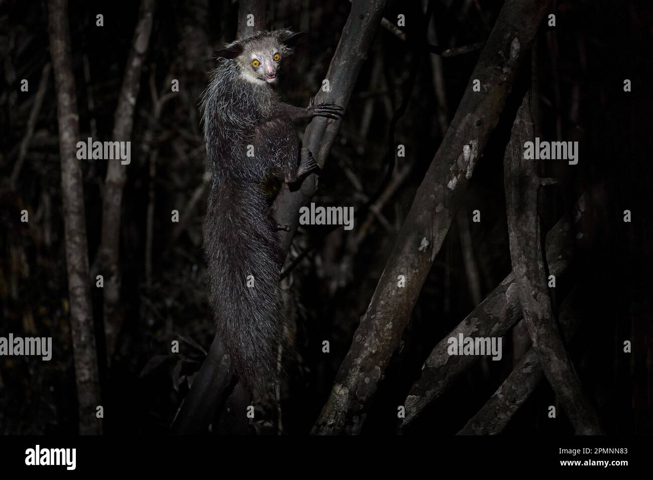 Aye-aye, Daubentonia madagascariensis, night animala from Akanin’ ny ...