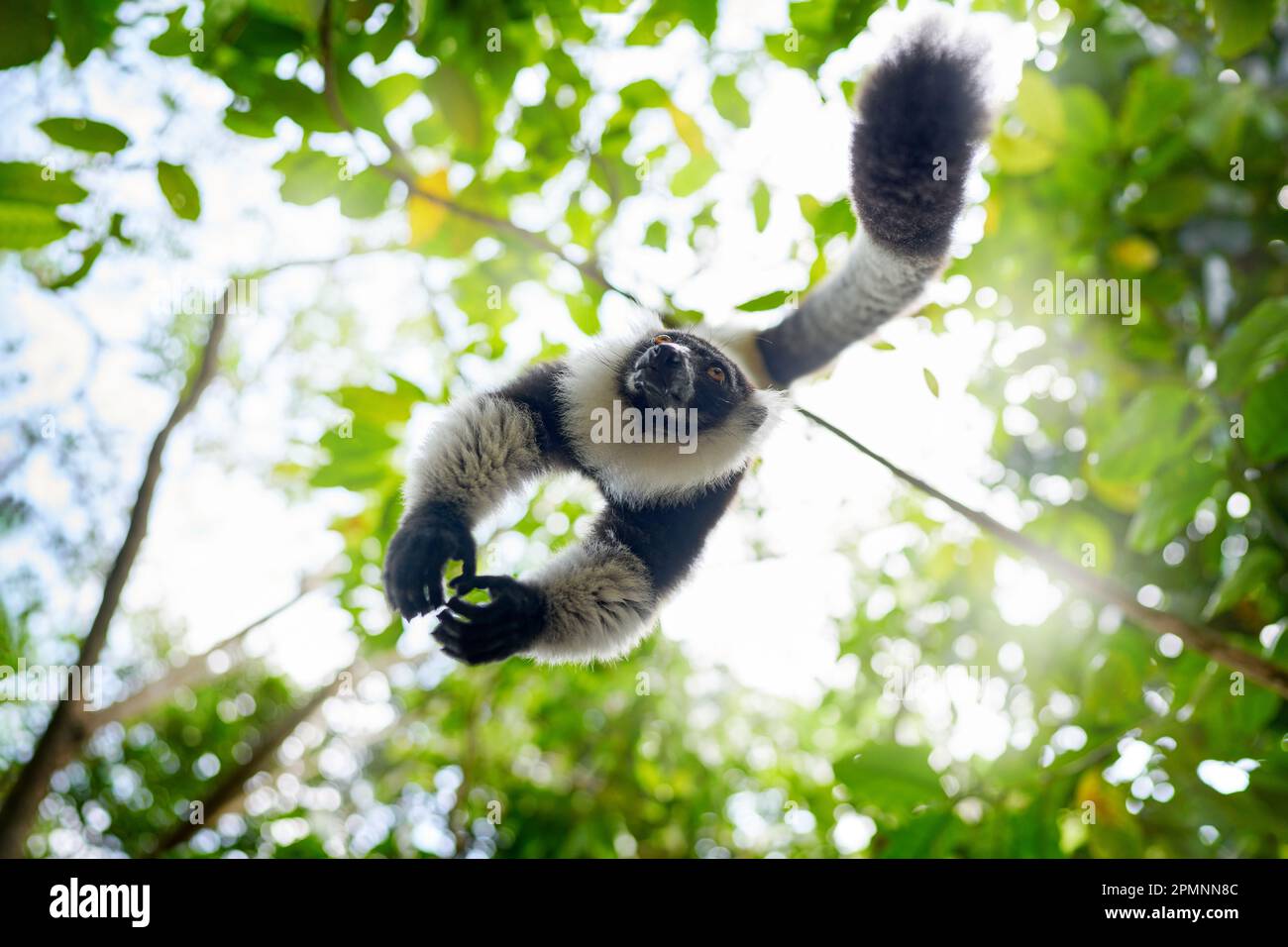 Madagascar wildlife, monkley forest jump fly leap. Black-and-white ...