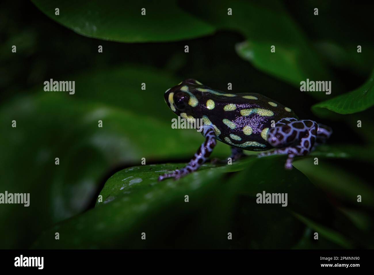 Endangered spotted tree frog hi-res stock photography and images - Alamy