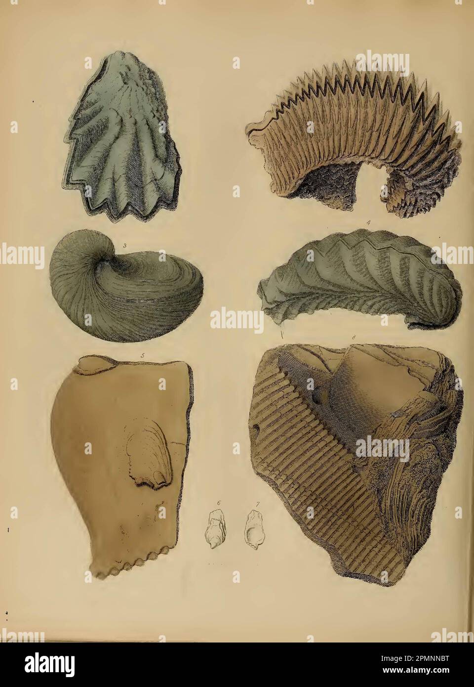 A pictorial atlas of fossil remains, consisting of coloured ...
