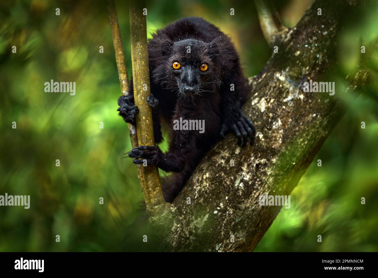 Black lemur, Eulemur macaco, face detail portrait with yellow eye. Park ...