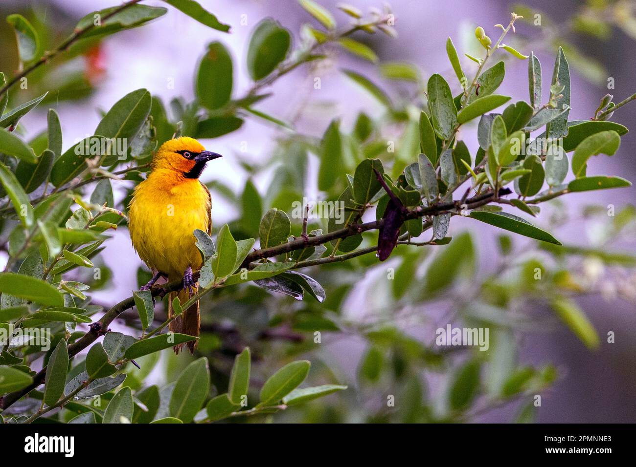 Spectacled weaver (Ploceus ocularis, male) from Kruger NP, South Africa ...