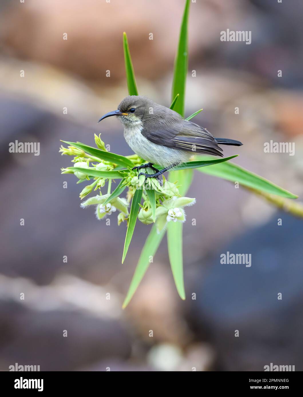 White breasted sunbird hi-res stock photography and images - Alamy