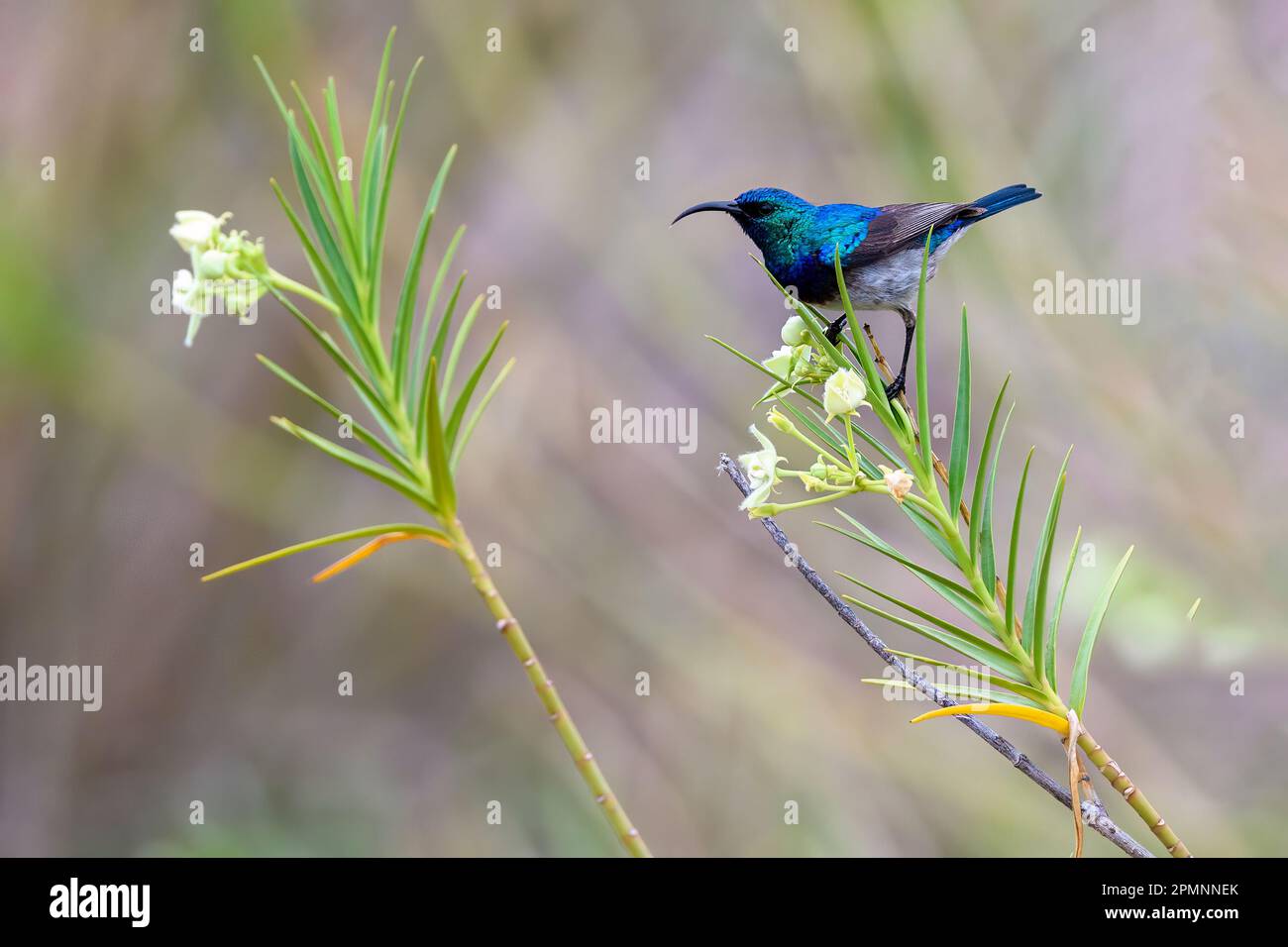 White-bellied sunbird (Cinnyris talatala, male) from Kruger NP, South ...