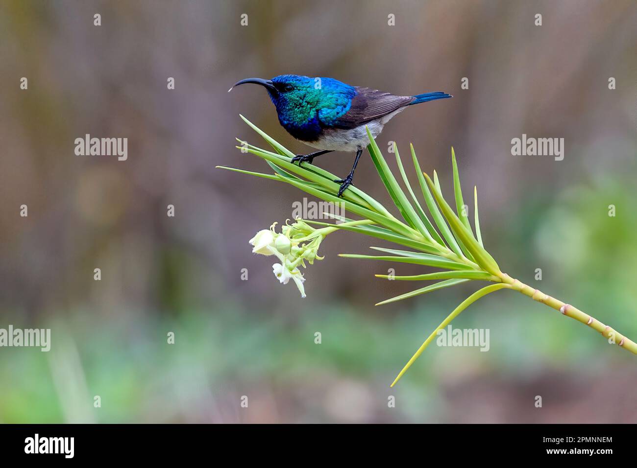 White-bellied sunbird (Cinnyris talatala, male) from Kruger NP, South ...