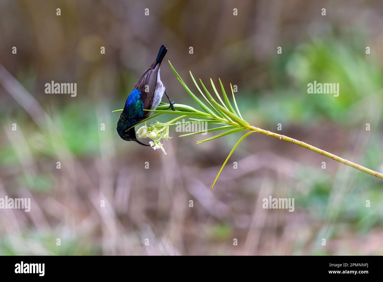 White-bellied sunbird (Cinnyris talatala, male) feeding. Photo from ...