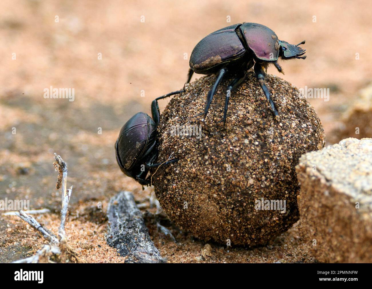 Dung beetle (probably large copper dung beetle, Kheper nigroaenus) from ...