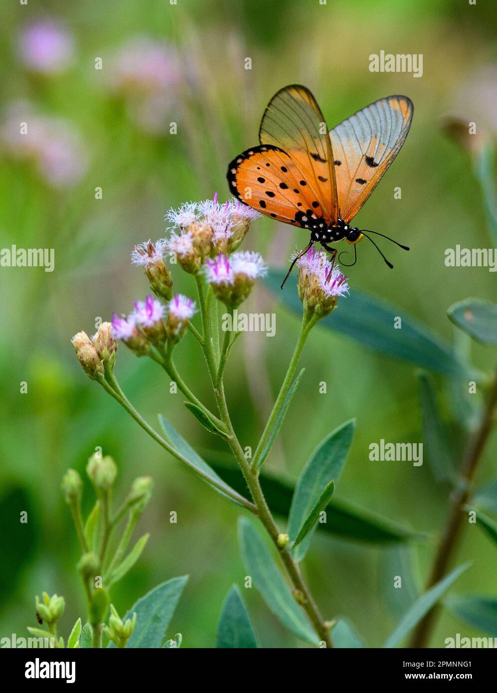 Acraea neobule hi-res stock photography and images - Alamy
