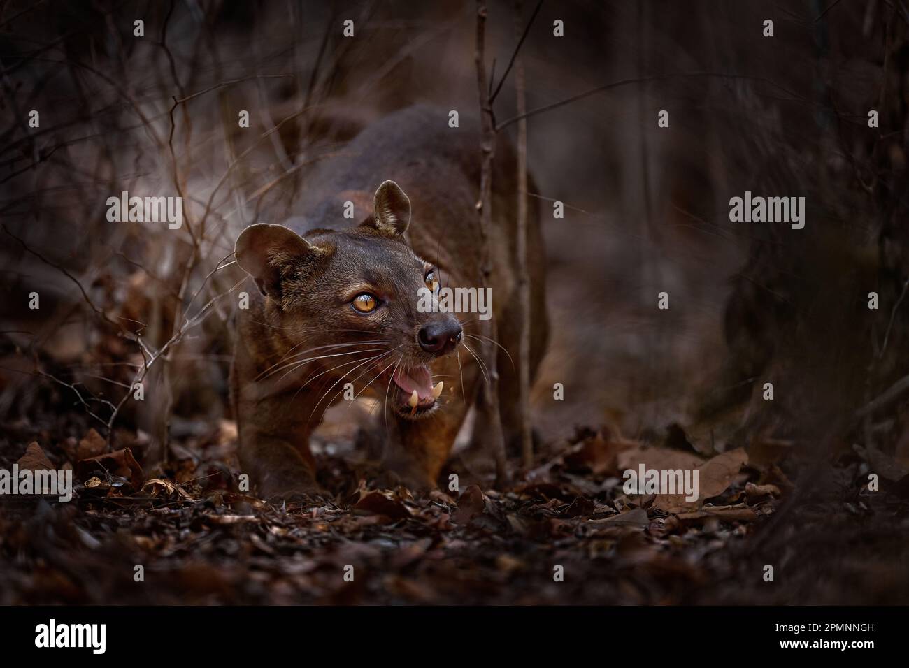 Fosa in the forest. Kirindy Forest in Madagascar. Beast of prey ...