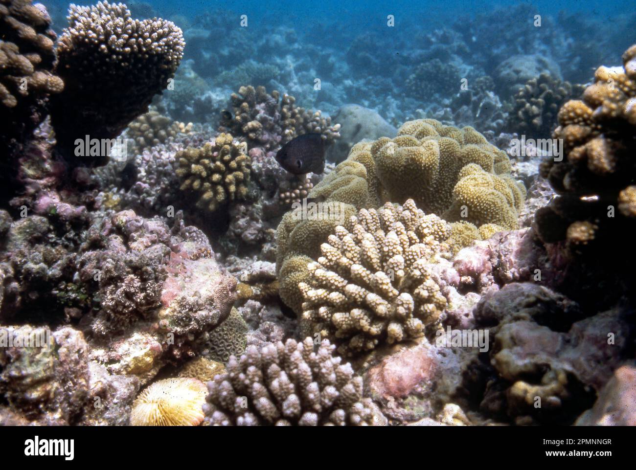 Section of the shallow (1-2 m depth) fringing reef at the island of ...