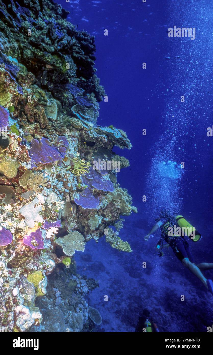 Diving Myrmidon Reef (central Great Barrier Reef), Australia Stock ...