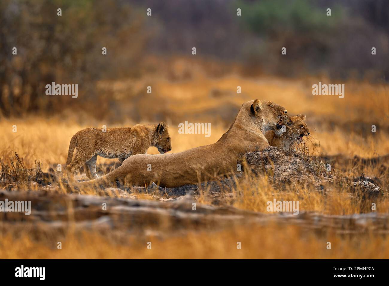 African lion, young kitten. Botswana wildlife. Lion, fire burned ...