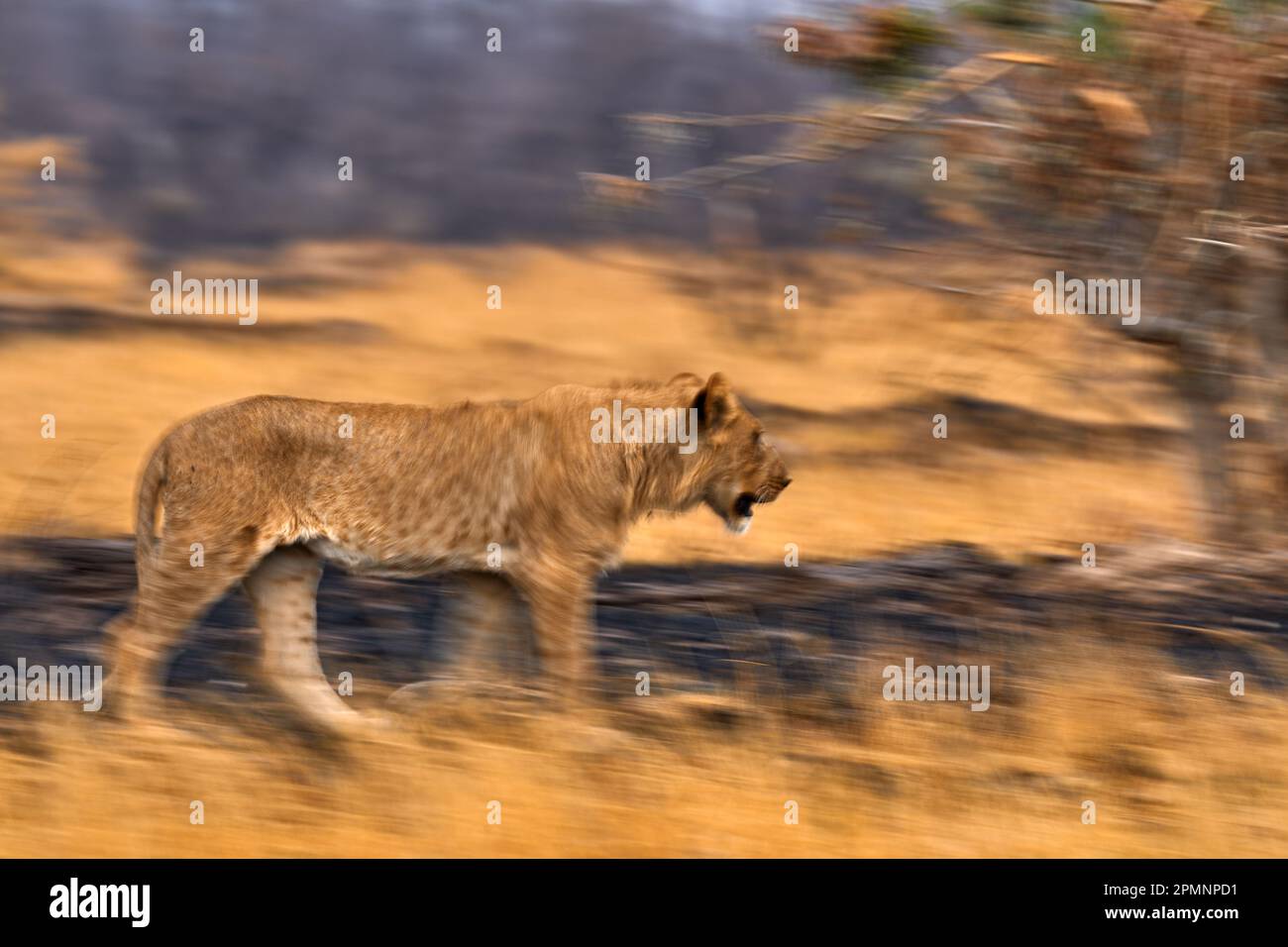 Artistic photo, blur motion art - lion. Botswana wildlife. Lion, fire ...