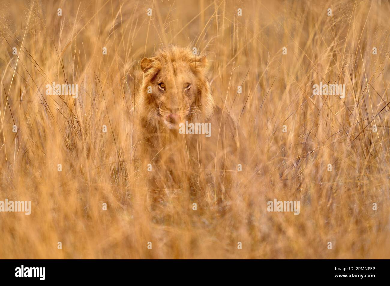 Lion hidden behind the tree branch in Okavango delta, Botswana. Safari ...
