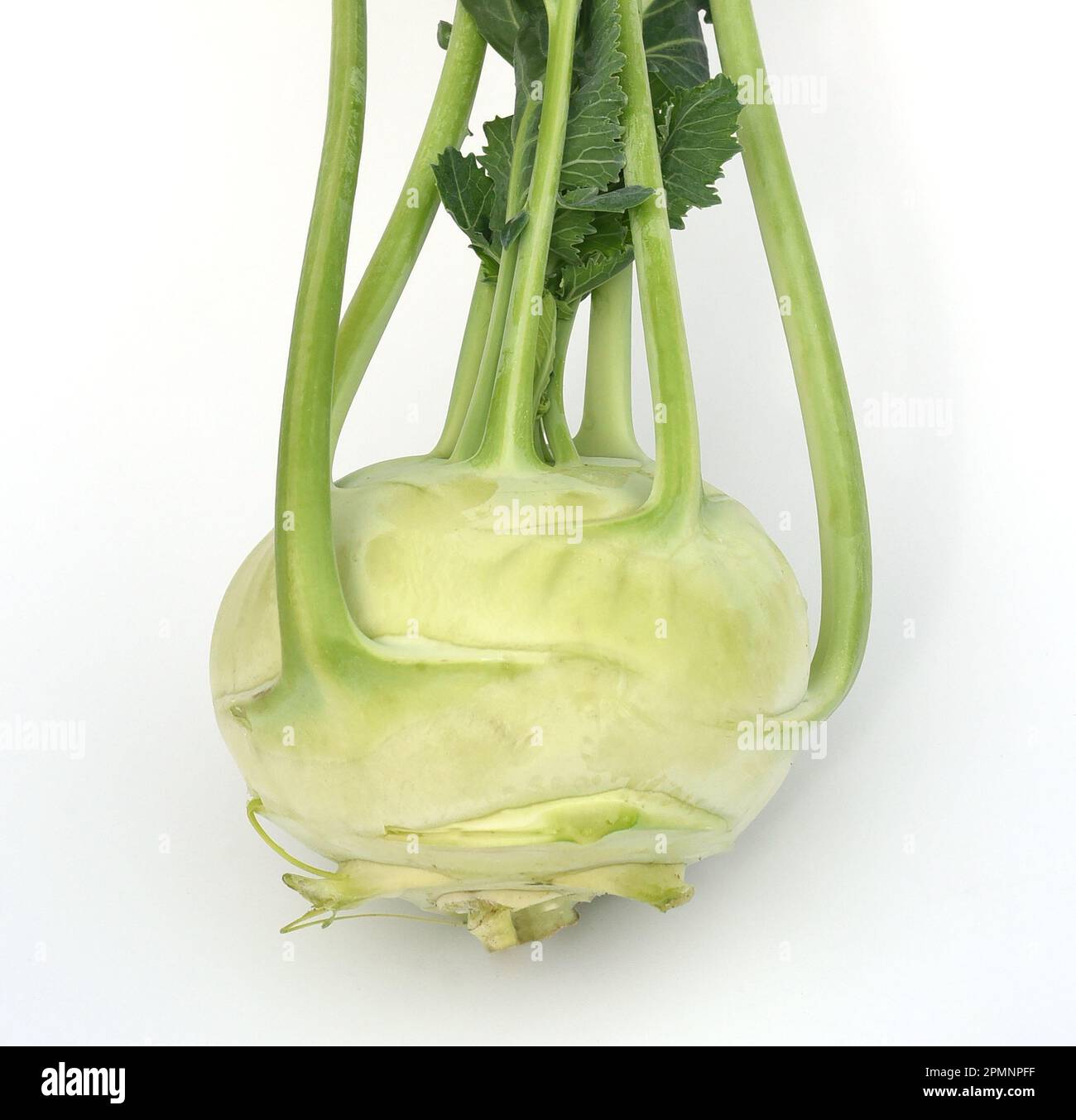 Kohlrabi, Brassica oleracea var. gongylodes, ist eine wohlschmeckende ...