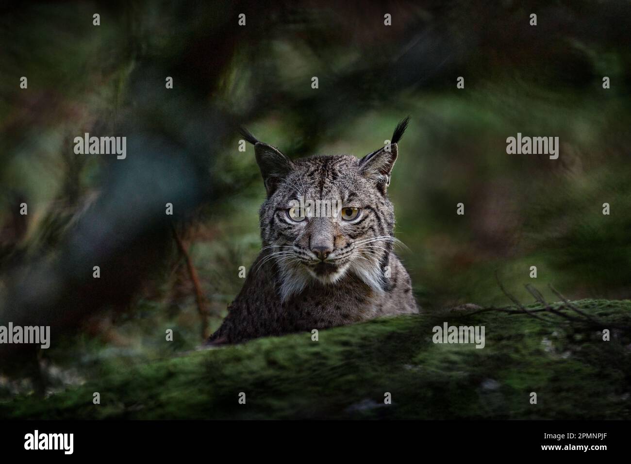 Spain wildlife. Iberian lynx, Lynx pardinus, wild cat endemic to ...