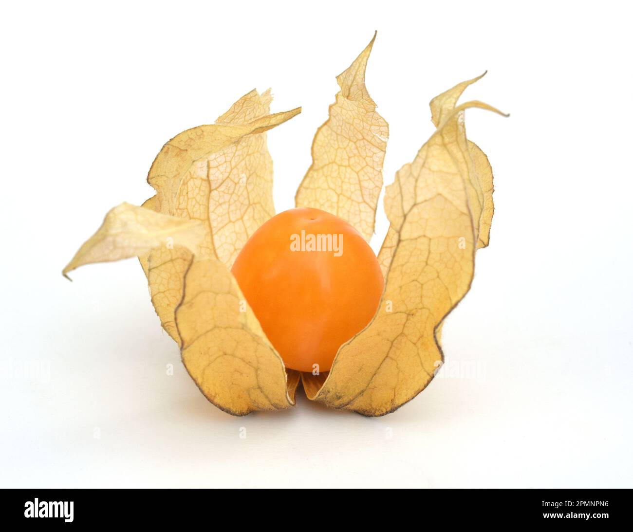 Judenkirsche Cut Out Stock Images & Pictures - Alamy