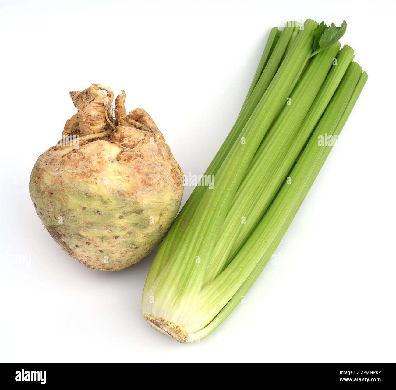Knollensellerie, Sellerie Apium graveolens, ist eine wohlschmeckende ...