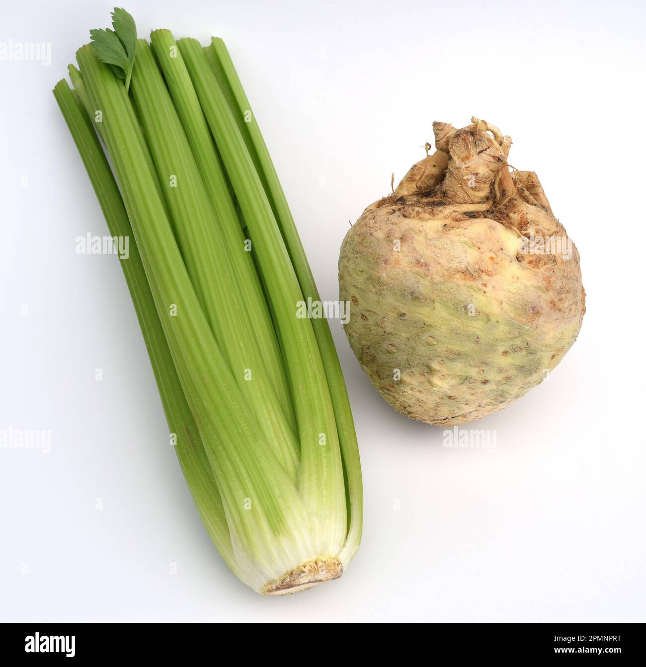 Knollensellerie, Sellerie Apium graveolens, ist eine wohlschmeckende ...