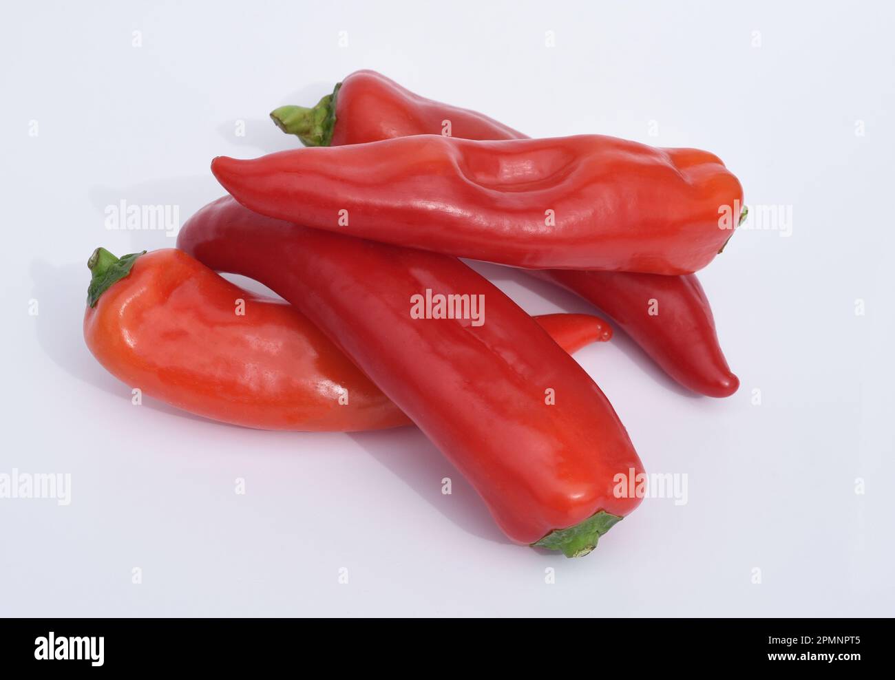 Paprika, Capsicum annuum ist eine Gemueseart die zum Teil recht scharf ...