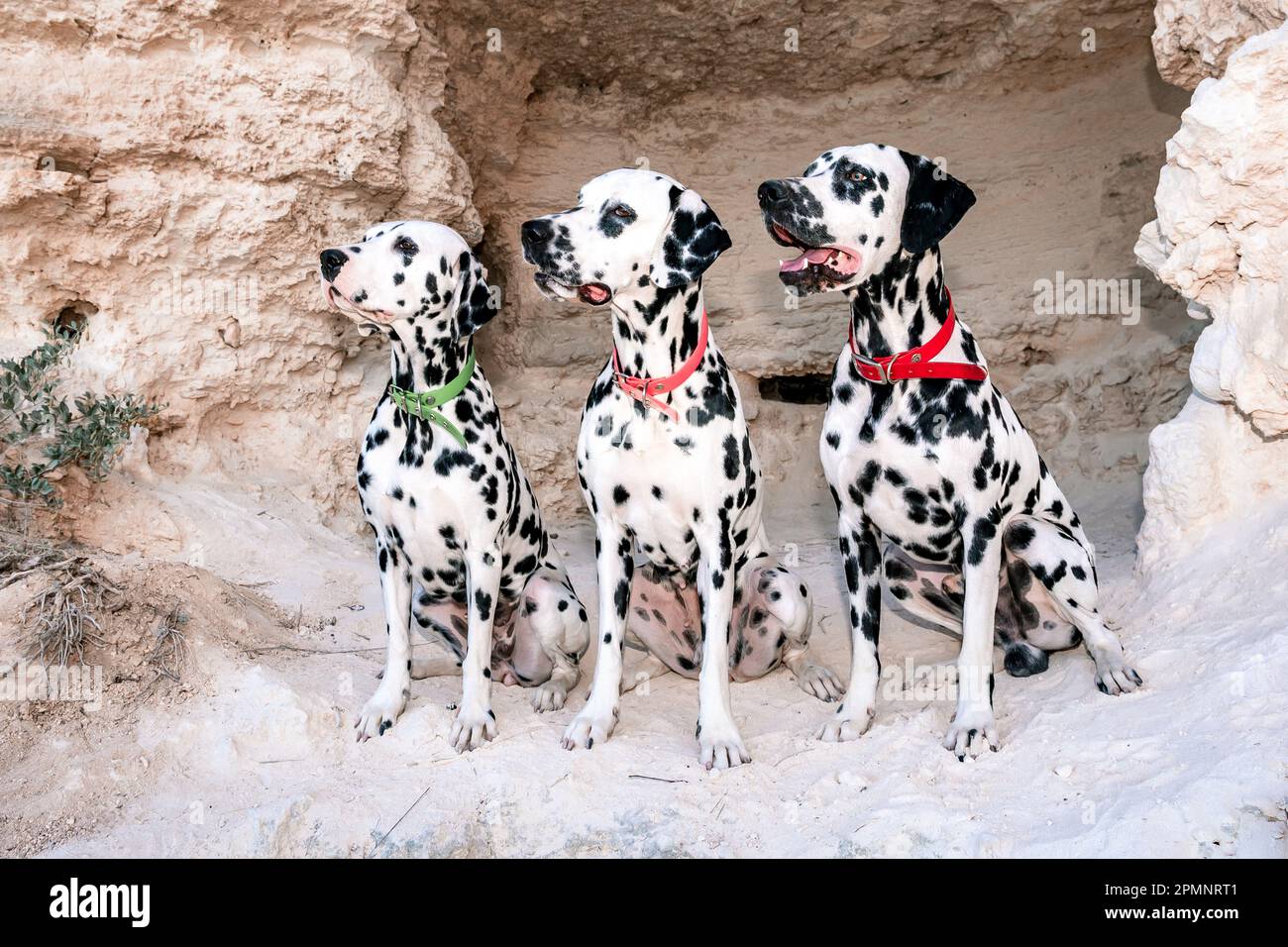Portrait of three beautiful young Dalmatian dogs sitting in a cave ...