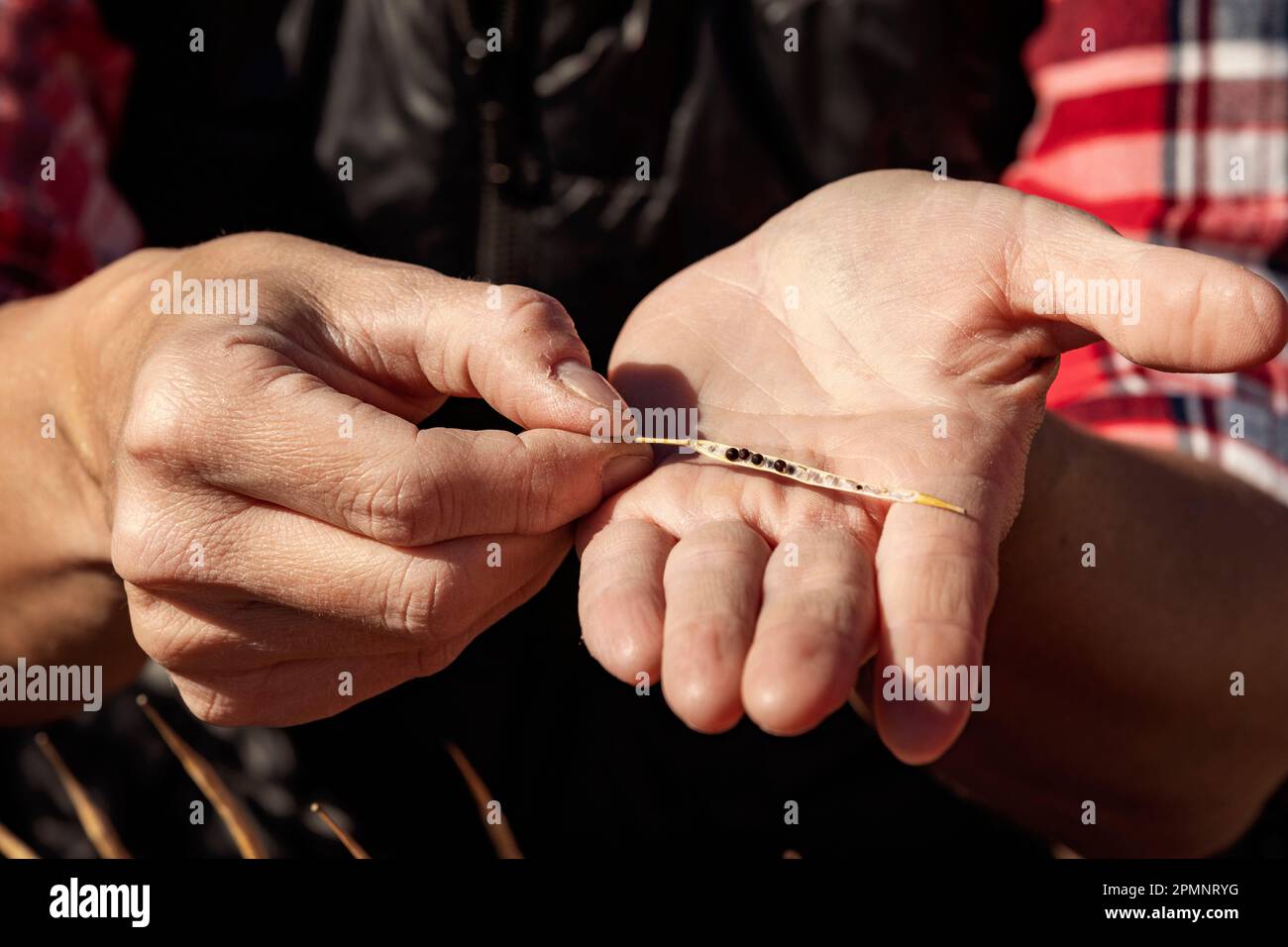 Cropped image farmers hands holding hi-res stock photography and images ...