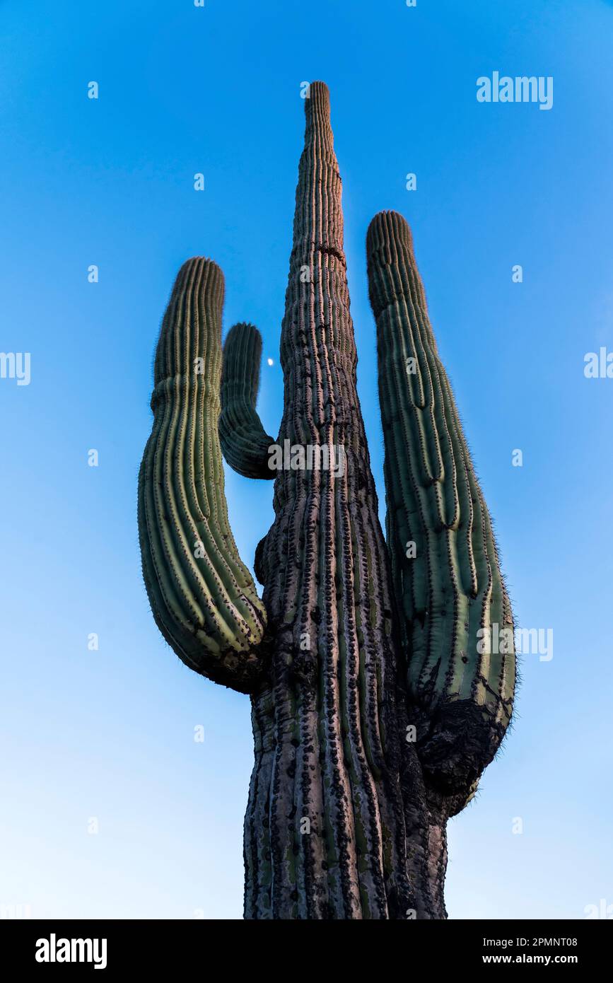 Towering saguaro cactus (Carnegiea gigantea) with the moon seen in ...