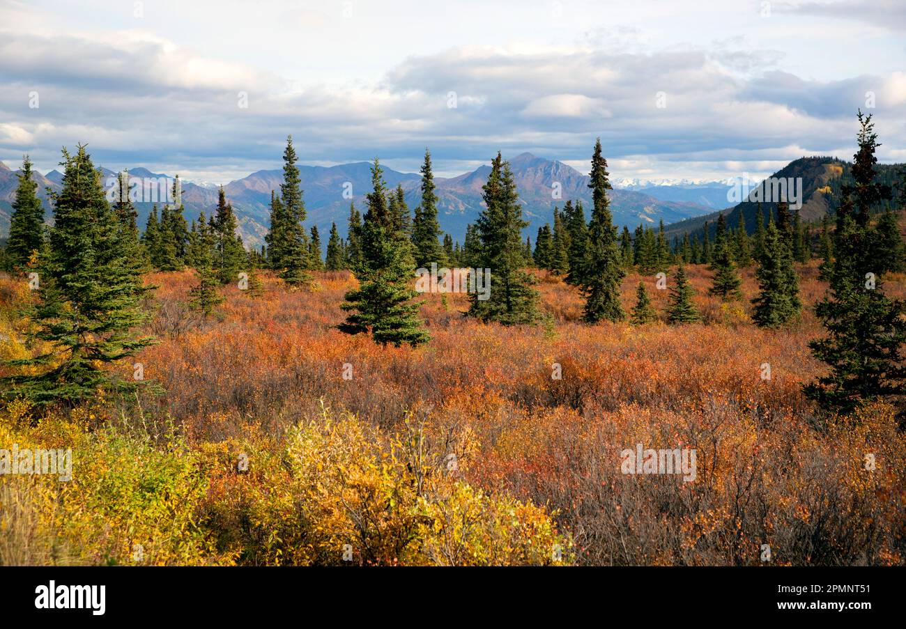 Spectacular autumn colors light up the tundra with hues of orange ...
