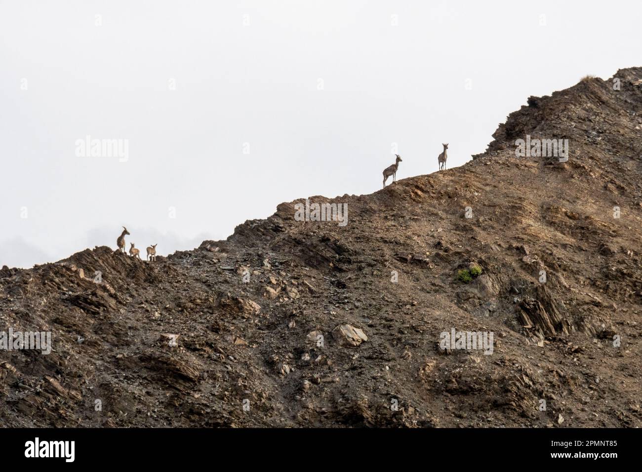 Bharal or Blue Sheep on a ridge opposite Lamyuru, Ladakh, India Stock ...