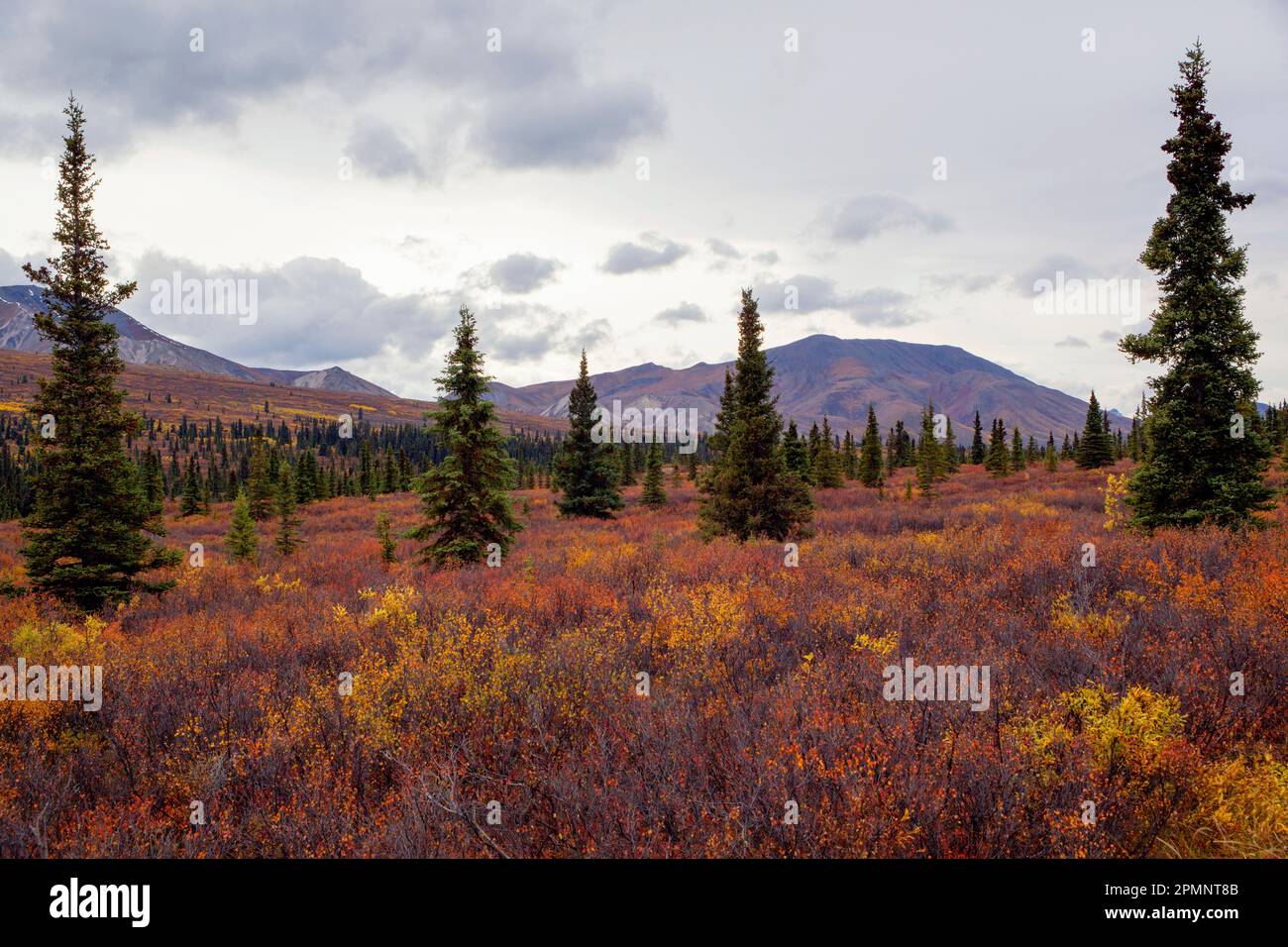 Moose country hi-res stock photography and images - Alamy