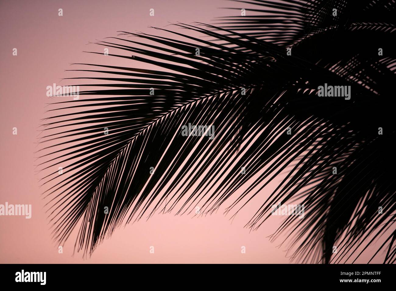 Close-up silhouette of a palm frond against a muted pink sky at sunset ...