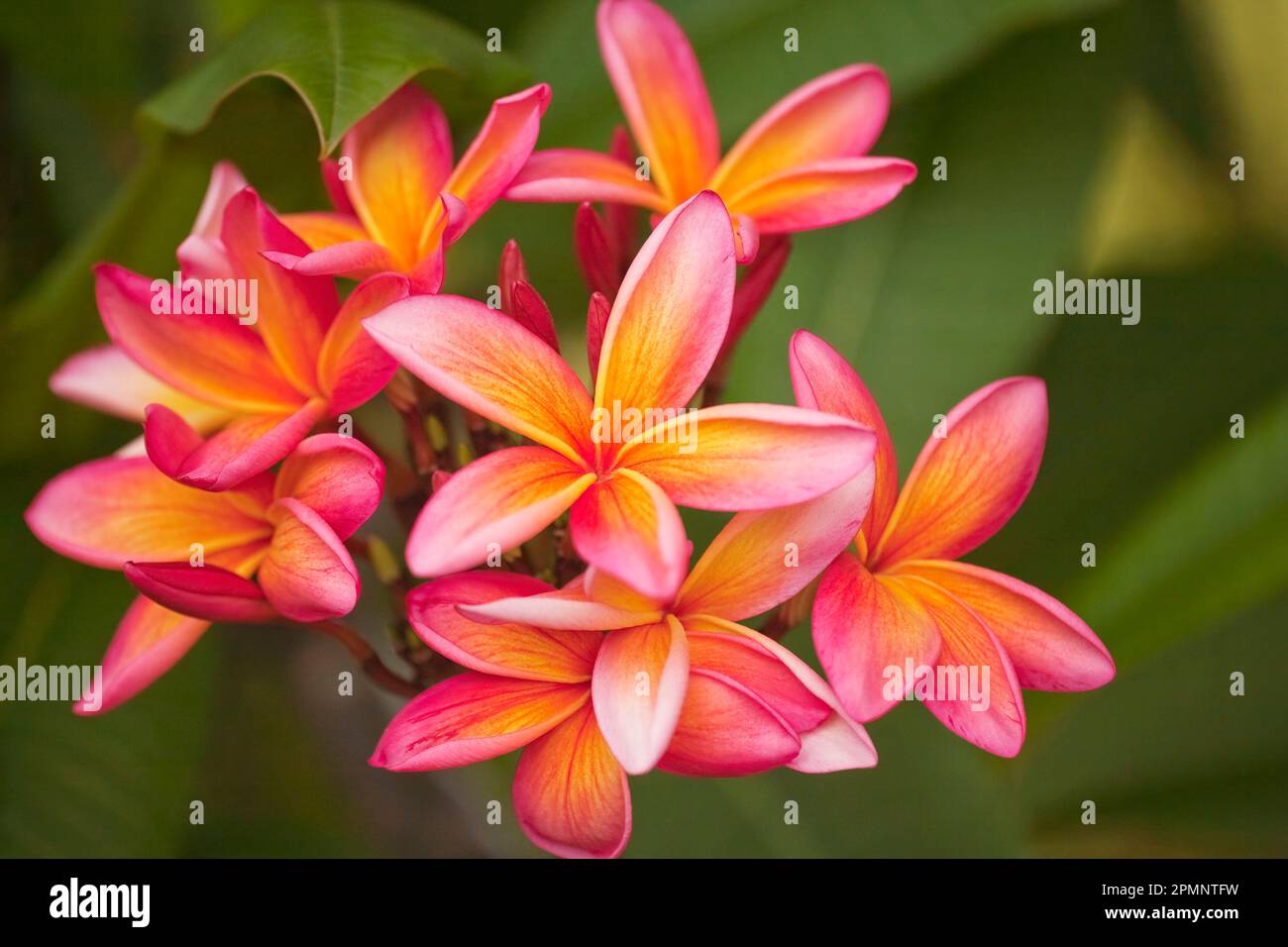 Yellow spring flower five petals hi-res stock photography and images ...