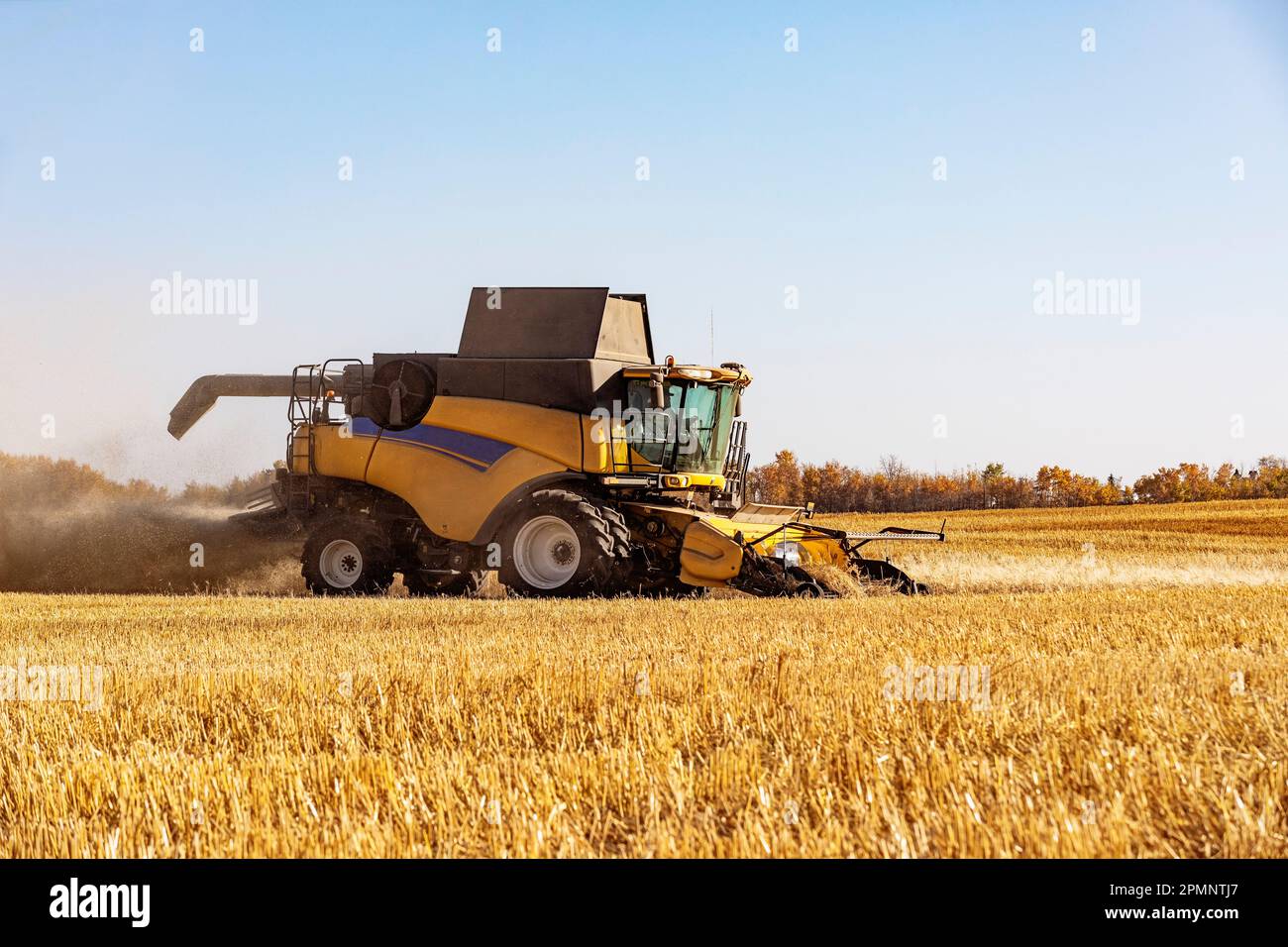 A combine harvesting a mixed grain crop of oats and barley in the fall ...