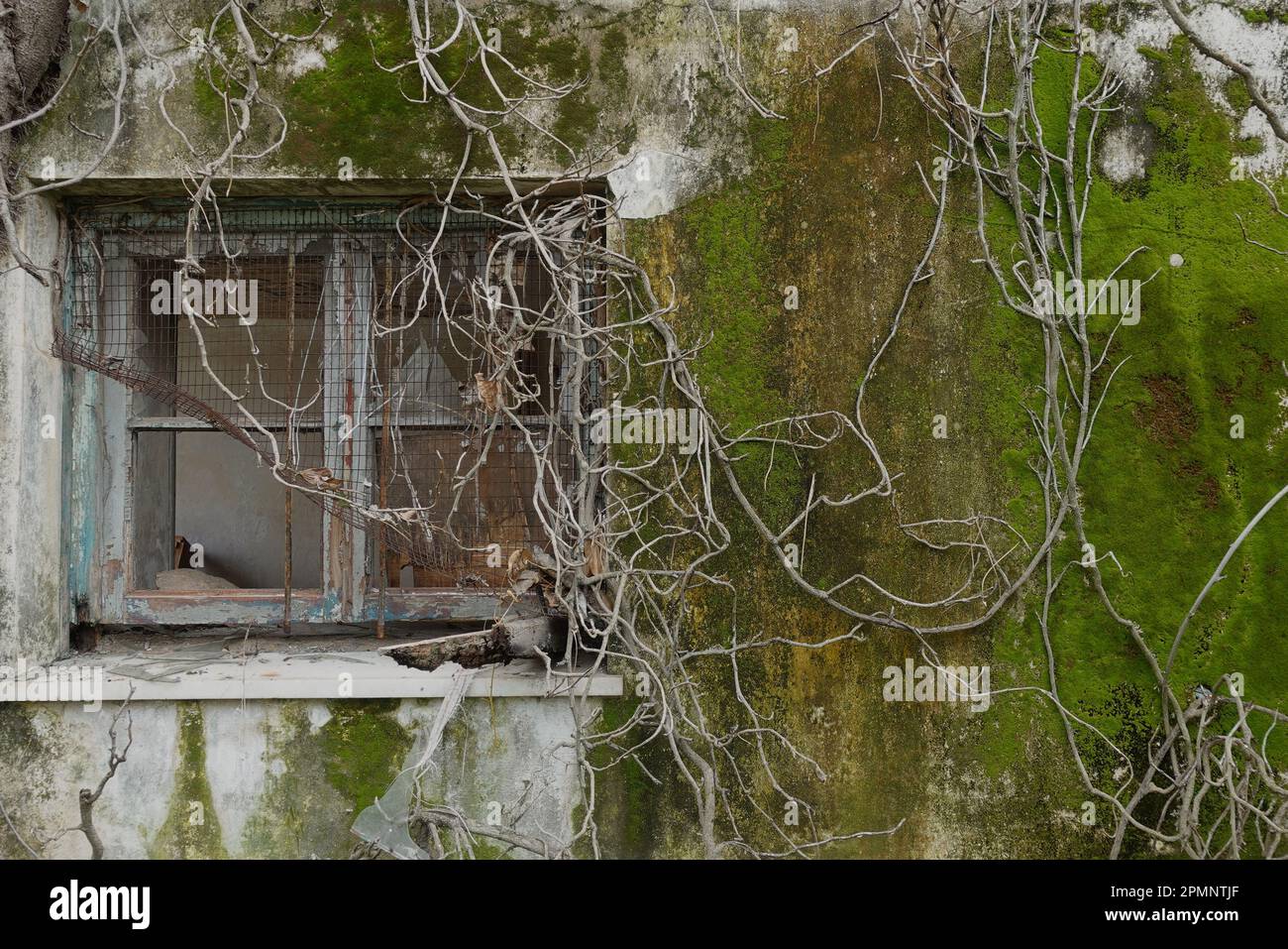 Old wall with moss and withered vines tangled on the broken window of ...