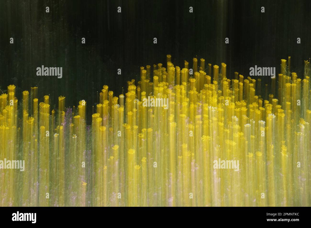 Yellow color motion blur smudged over spring flowers like abstract ...