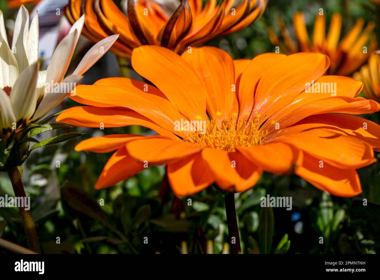 African daisy treasure flowers hi-res stock photography and images - Alamy