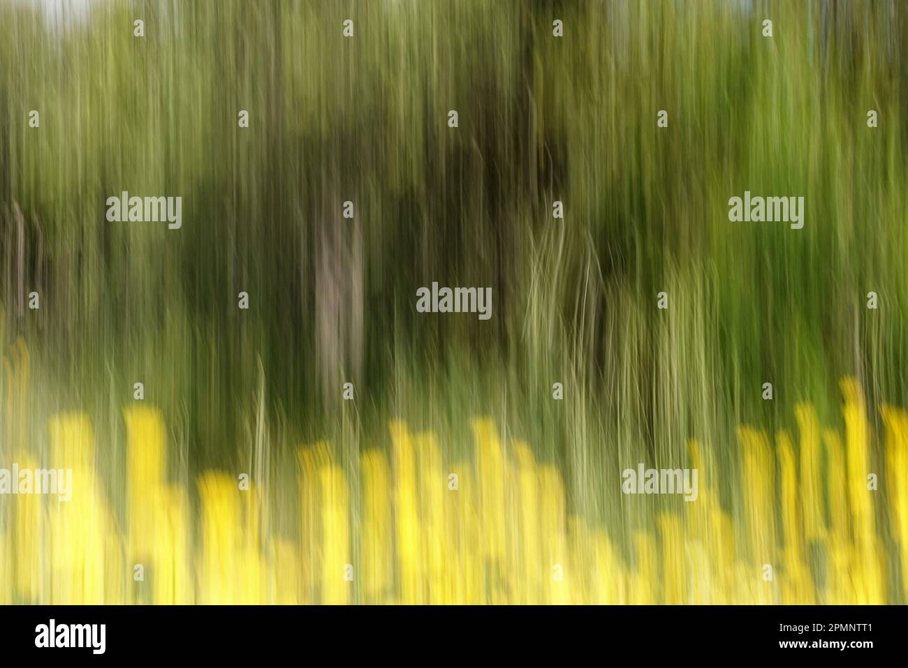 Woodland and yellow flowers abstract motion blur. Intentional camera ...