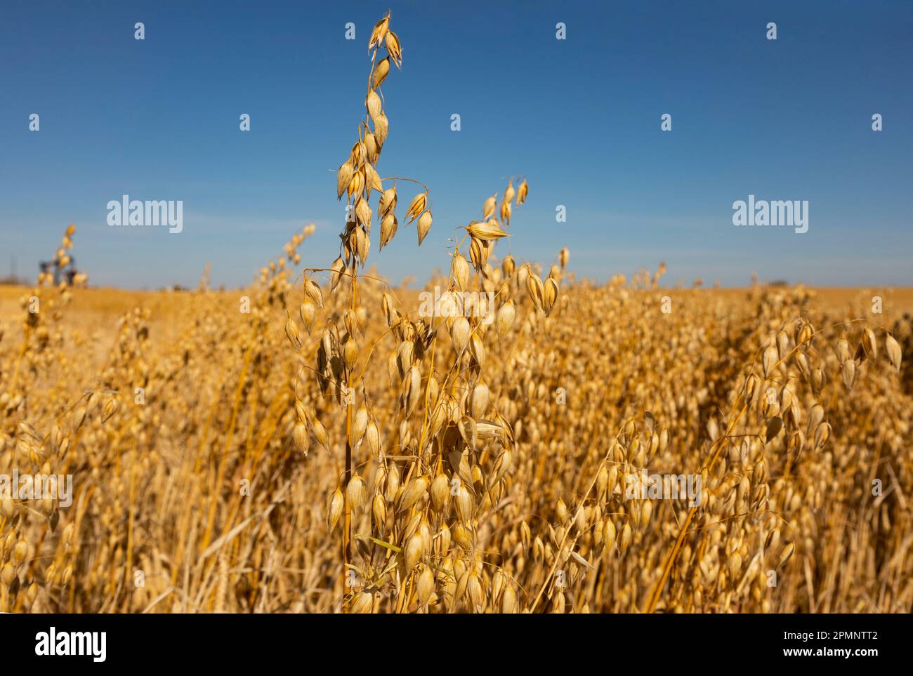 Close-up of Oat Crops in field during a fall harvest; Alcomdale ...