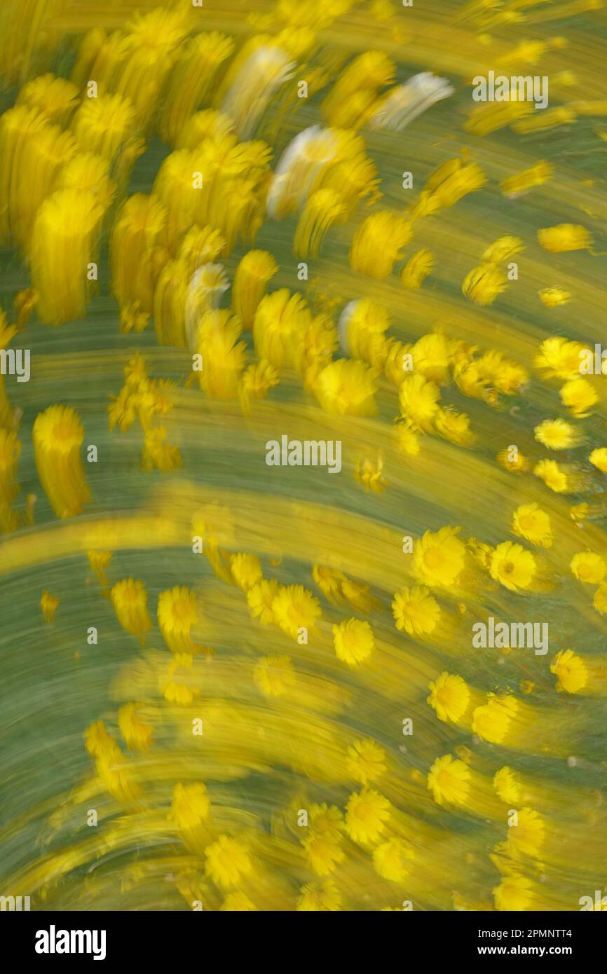 Yellow daisy flowers abstract blur. Intentional camera movement ...