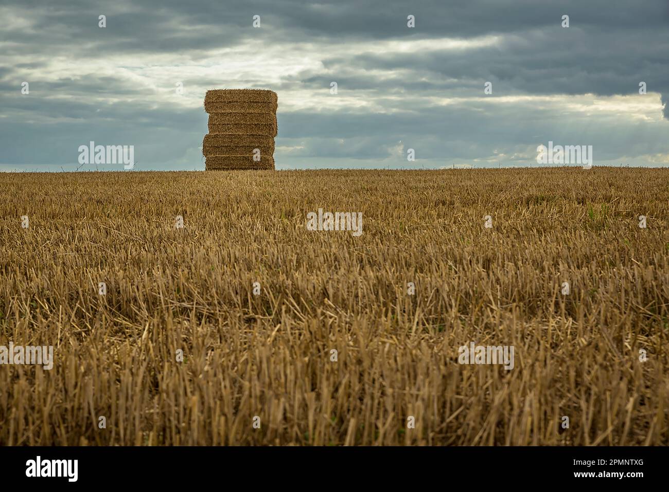 Straw bales stacked on the horizon of a harvested golden cereal grain ...