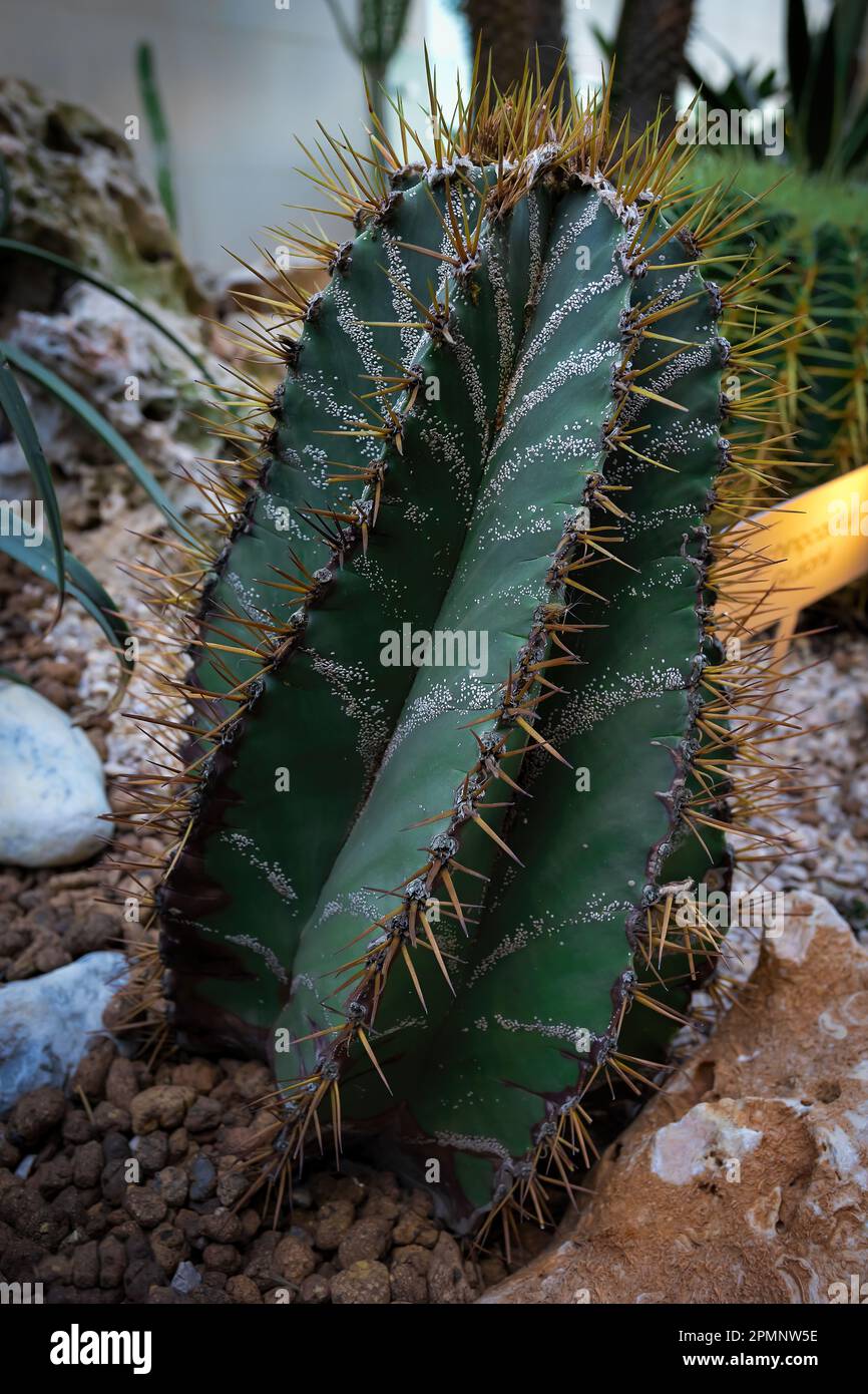 Astrophytum ornatum, the bishop's cap or monk's hood cactus, is a ...