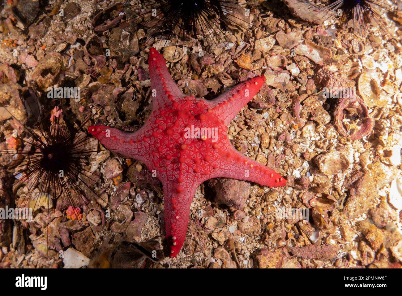 Starfish On the Seabed at the Sea of the Philippines Stock Photo - Alamy