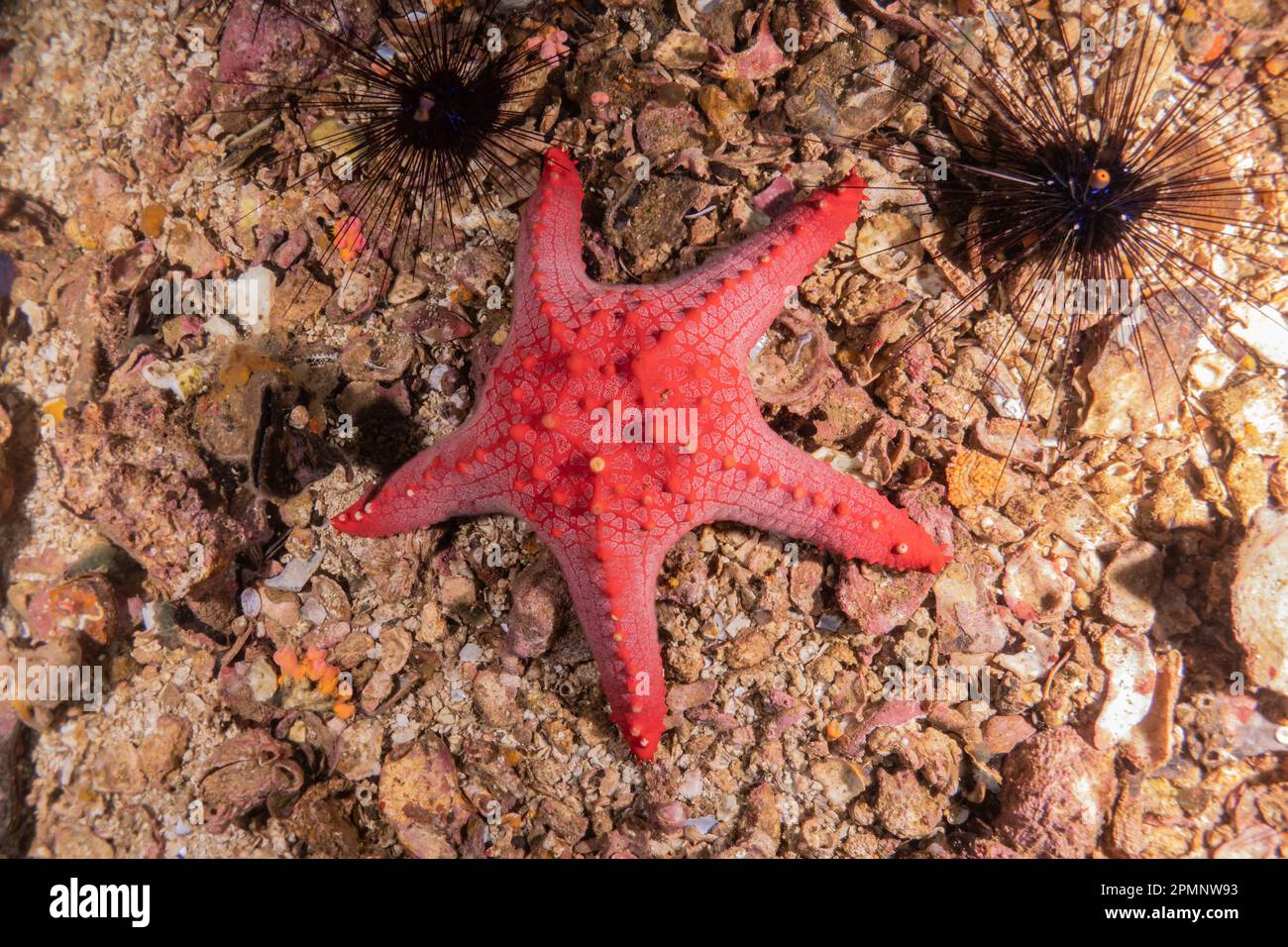 Starfish On the Seabed at the Sea of the Philippines Stock Photo - Alamy