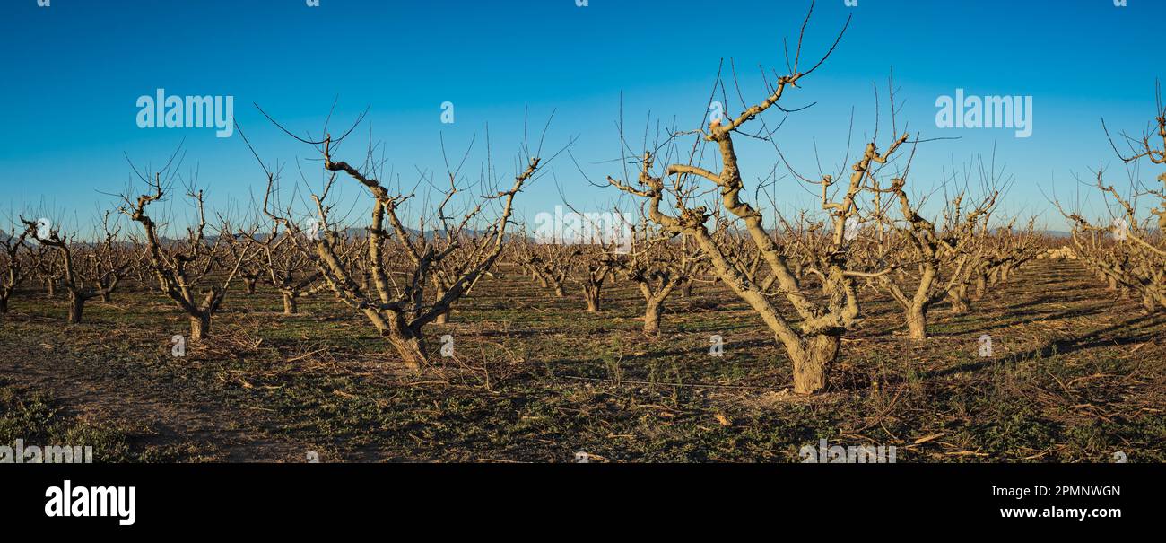 Expansive view of bare fruit trees on a plantation in winter with a ...