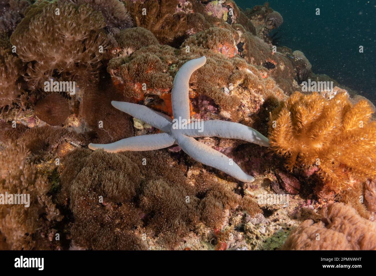 Starfish On the Seabed at the Sea of the Philippines Stock Photo - Alamy