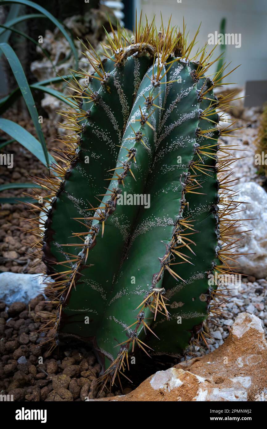Astrophytum ornatum, the bishop's cap or monk's hood cactus, is a ...